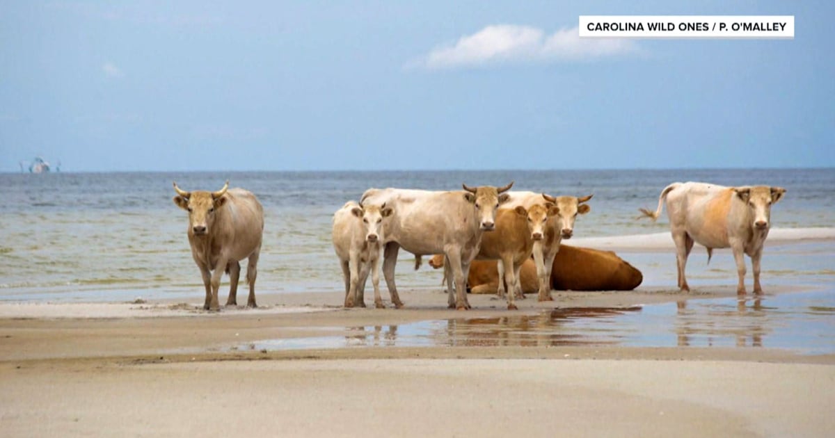 Cows swept away by Hurricane Dorian found alive (but how now?)