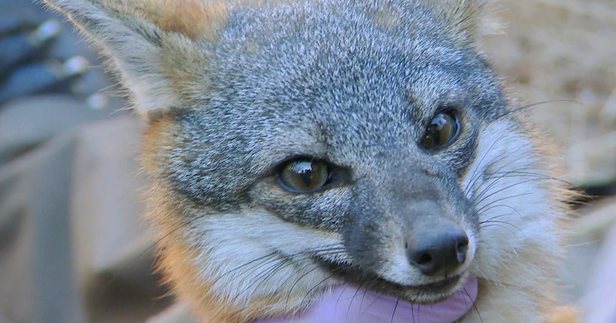 Conservationists race to save endangered Channel Islands fox