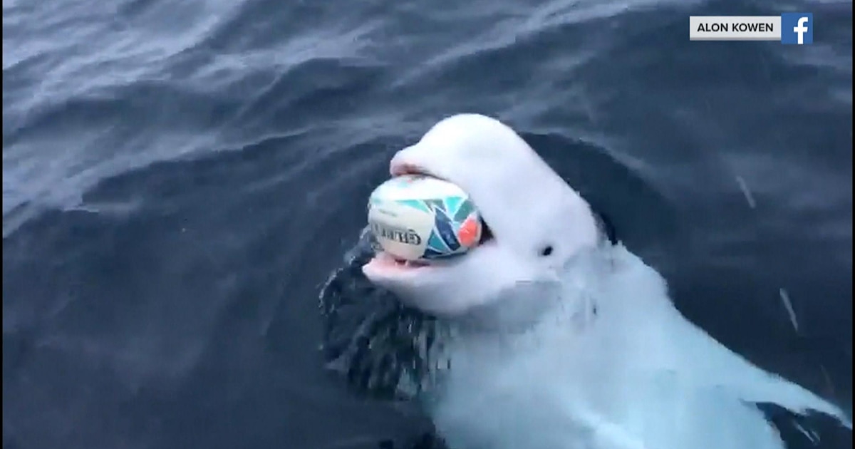 Beluga whale plays fetch, and more Highs and Lows