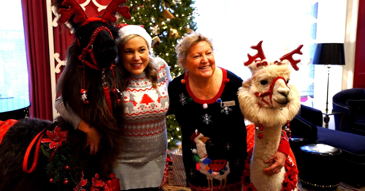 Demand for therapy llamas on the rise