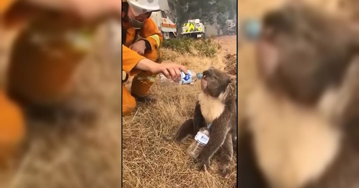Watch this firefighter help a thirsty koala in Australia