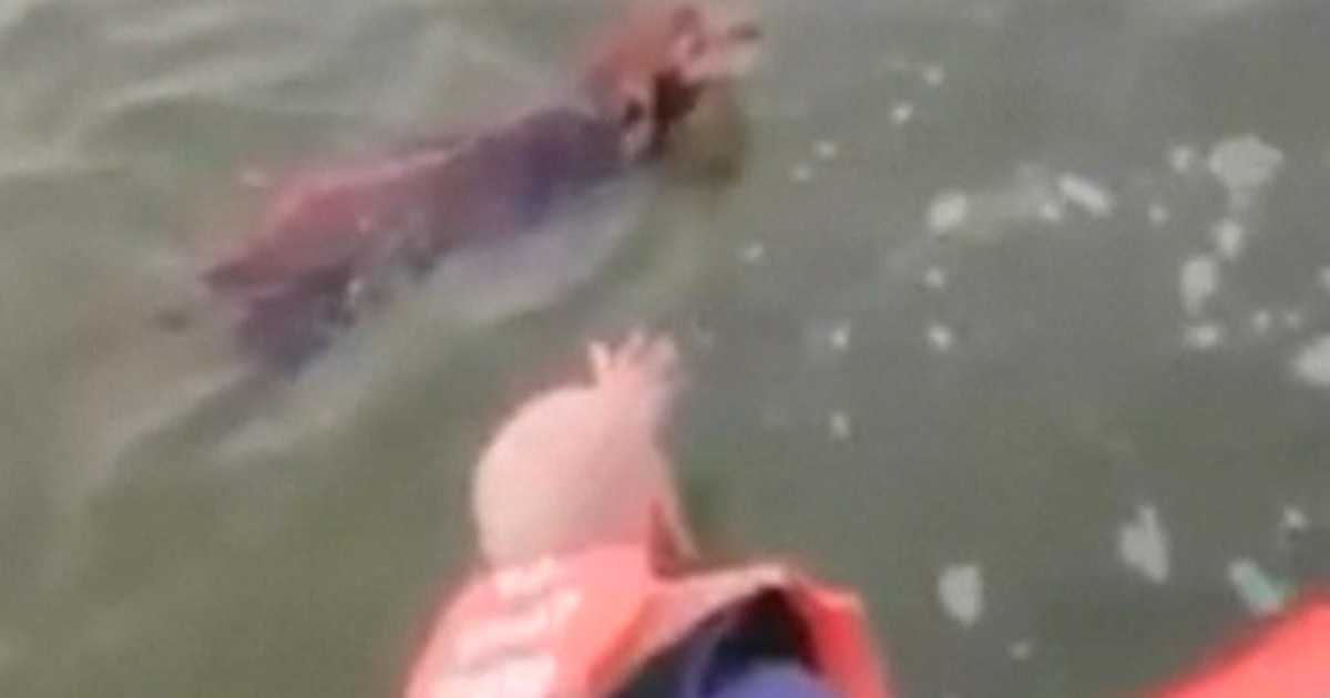 Watch Coast Guard rescue distressed dog swimming at sea