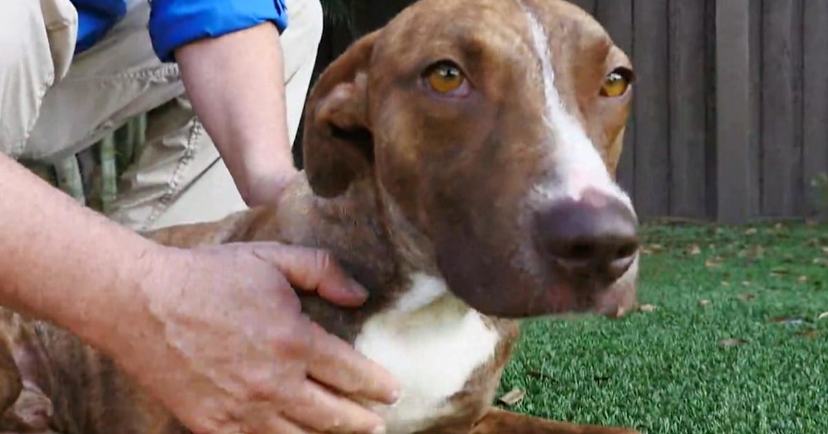 Miracle, the dog who survived hurricane, has a new ‘leash’ on life