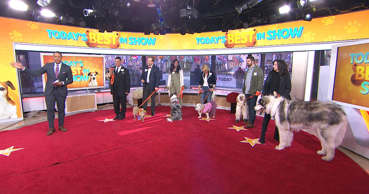 Six adorable dogs compete for TODAY’s Best in Show: Who will win?
