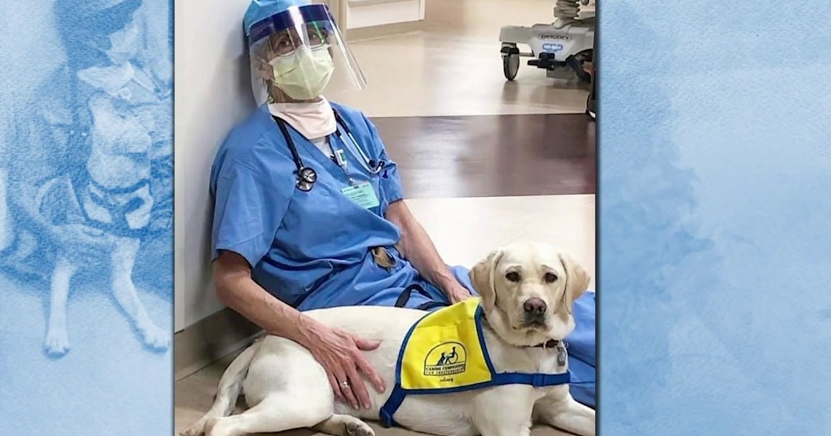 Meet the dog who is helping spread calm and comfort in the ER