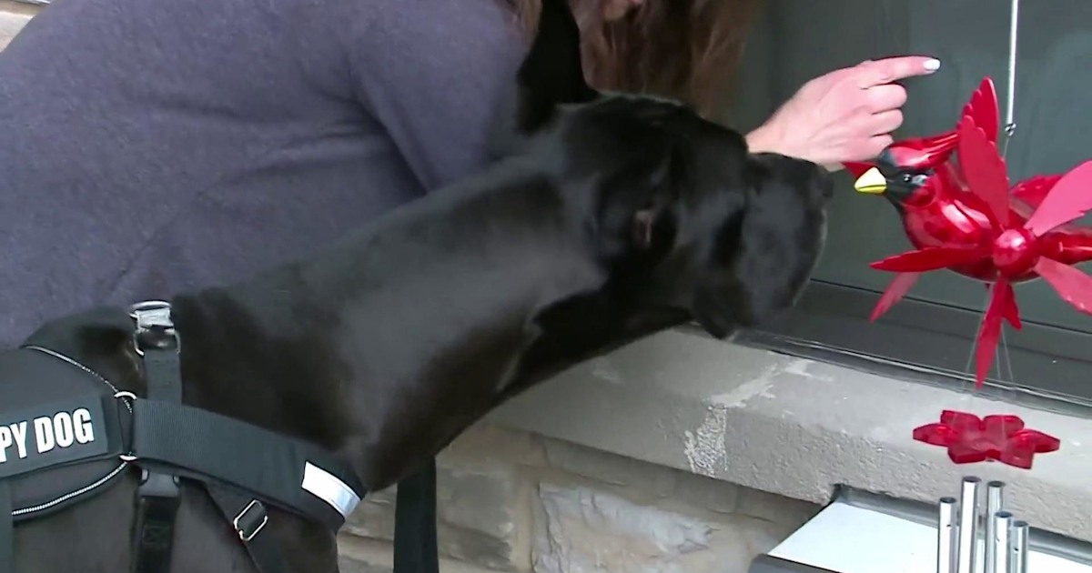 Meet TODAY’s Hero of the Day: Tonka the therapy dog