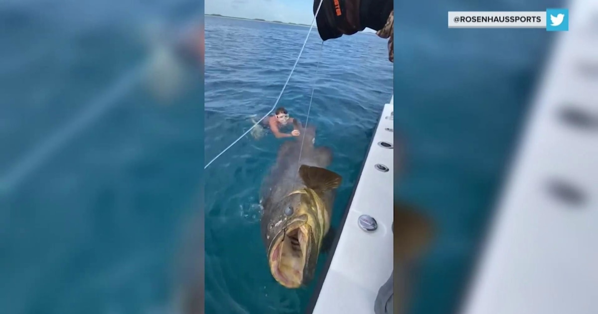 NFL player Jawaan Taylor lands 400-lb. fish