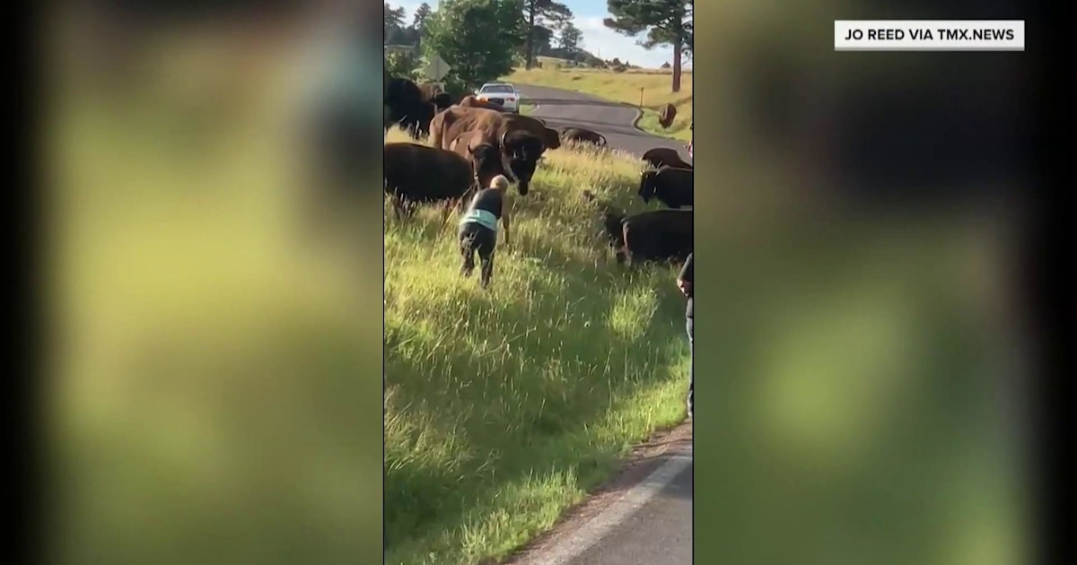 Bison attack on woman caught on camera