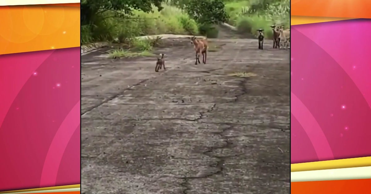 Watch this baby goat reunite with its mother after falling into pit