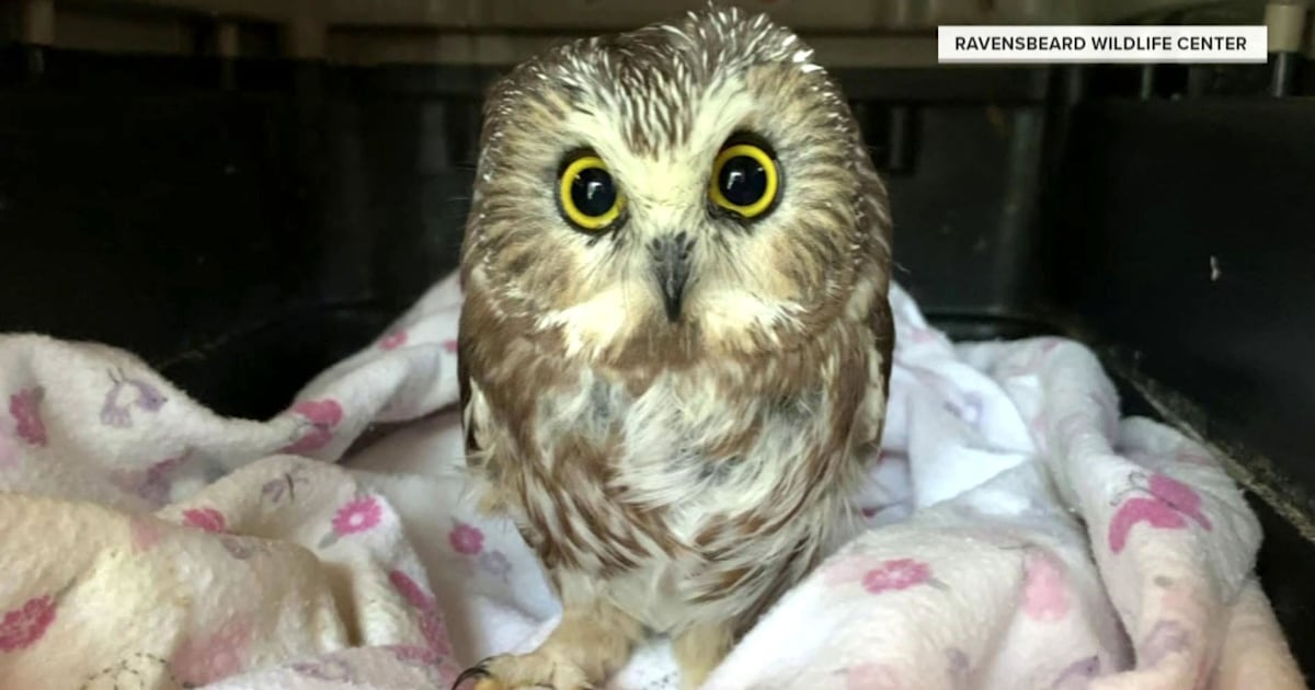 Rockefeller Center Christmas tree owl is released back into the wild