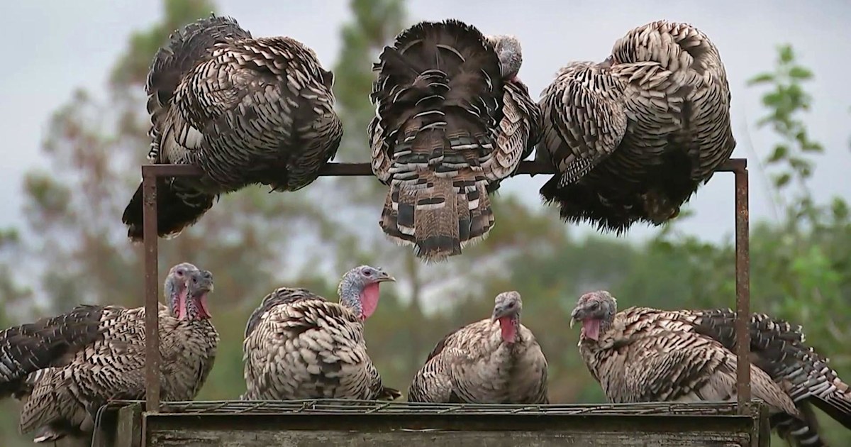 Small turkeys are in big demand as Thanksgiving gets scaled back