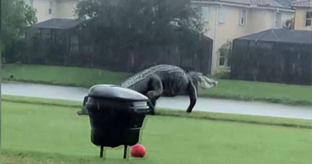 Massive alligator spotted walking across Florida golf course