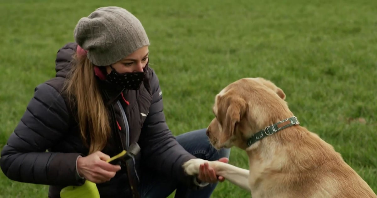 More Americans welcome pooches during the pandemic
