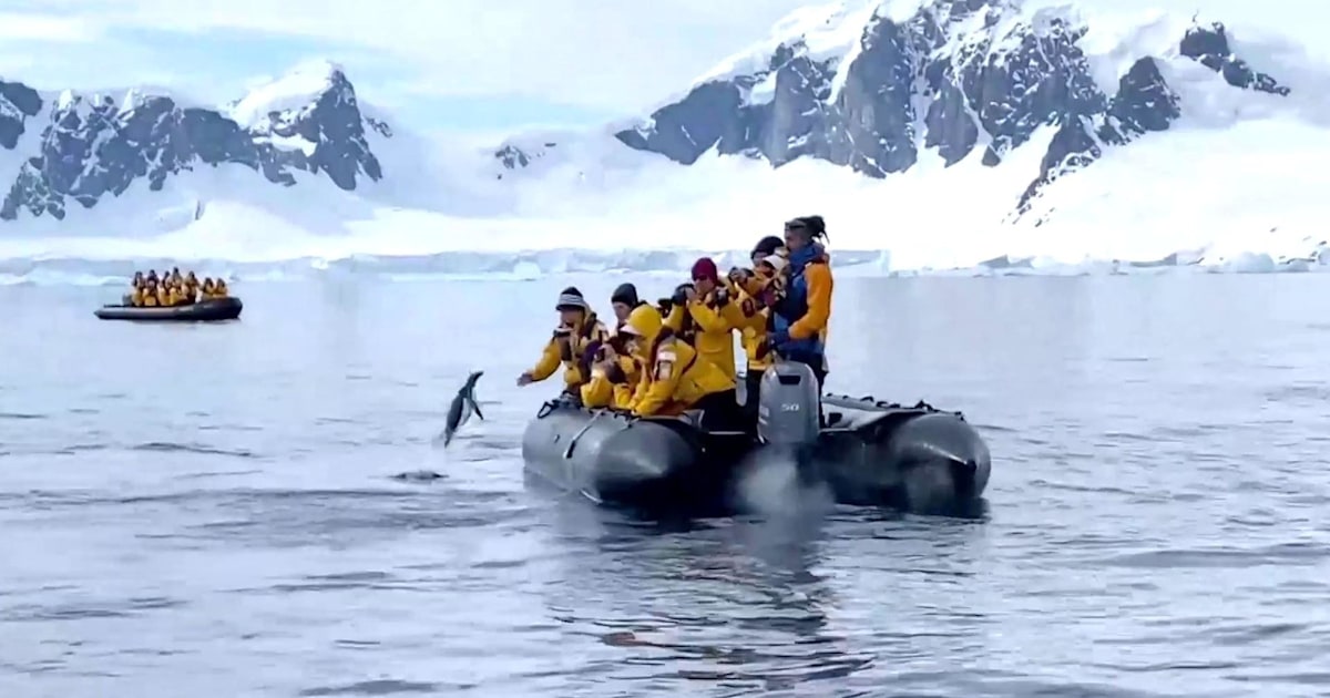 Watch this penguin’s narrow escape from killer whales
