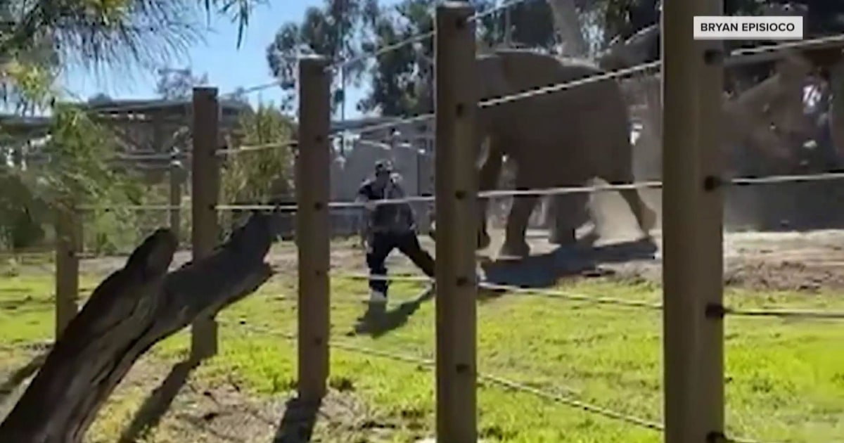 Father arrested after bringing son into elephant enclosure