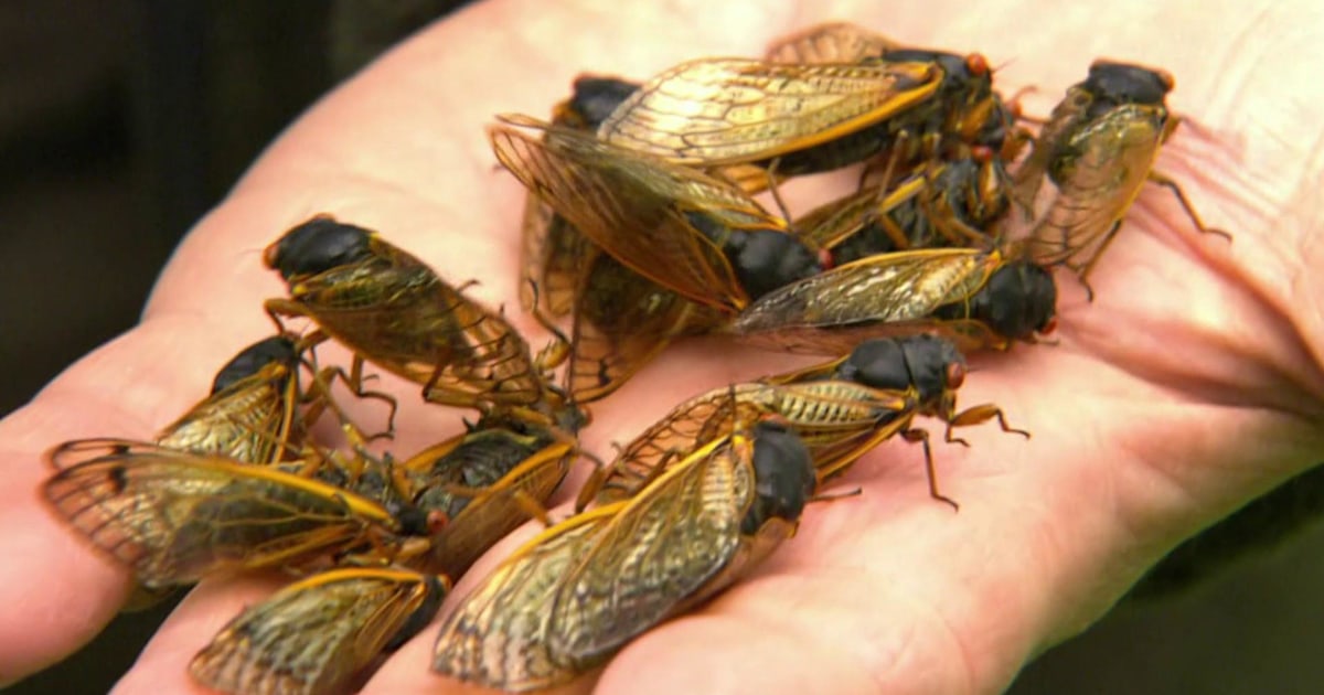 Cicadas to resurface after 17 years of hibernation