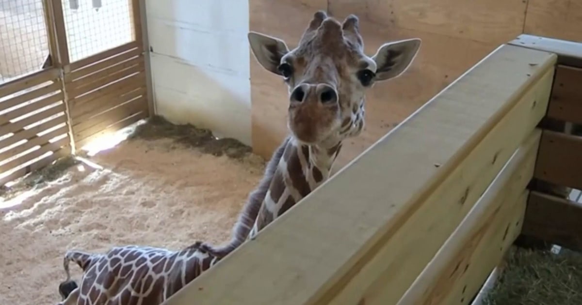 April the Giraffe dies at 20