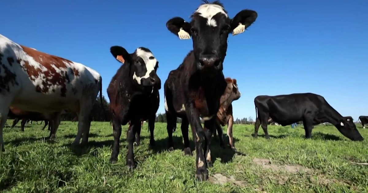 How one family’s organic dairy farm is rethinking how we get milk