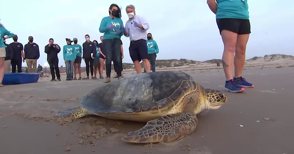 Sea turtle rescued from Texas freeze is released back into Gulf