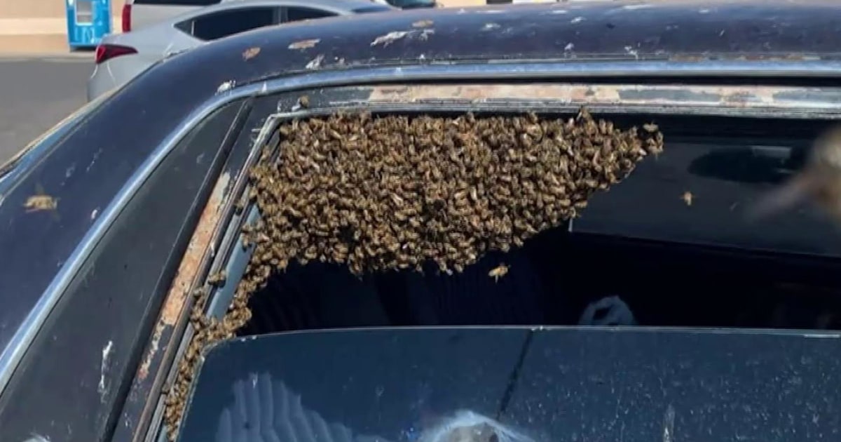 Bees swarm car after driver goes into grocery store
