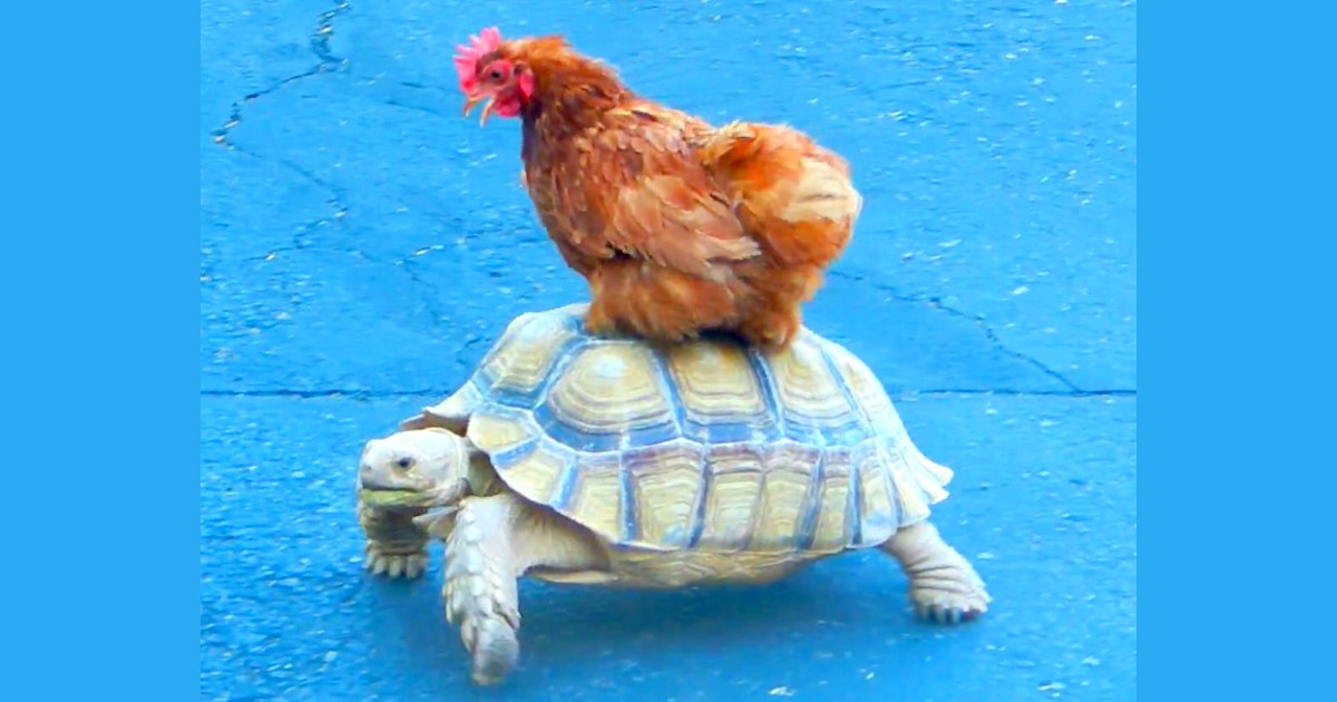 Chicken hitches ride on tortoise’s back