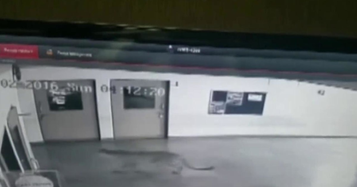 4 hurt trying to capture leopard on the loose