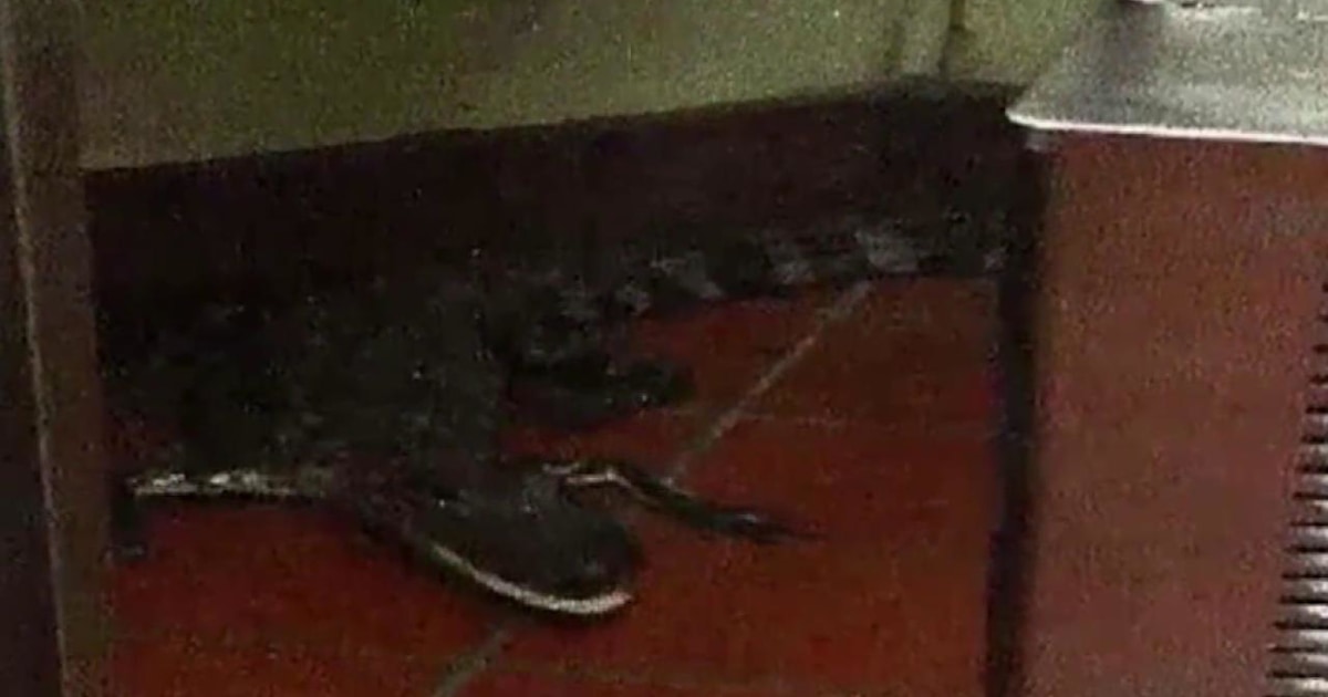 Assault with a gator? Florida man tosses alligator into drive-thru