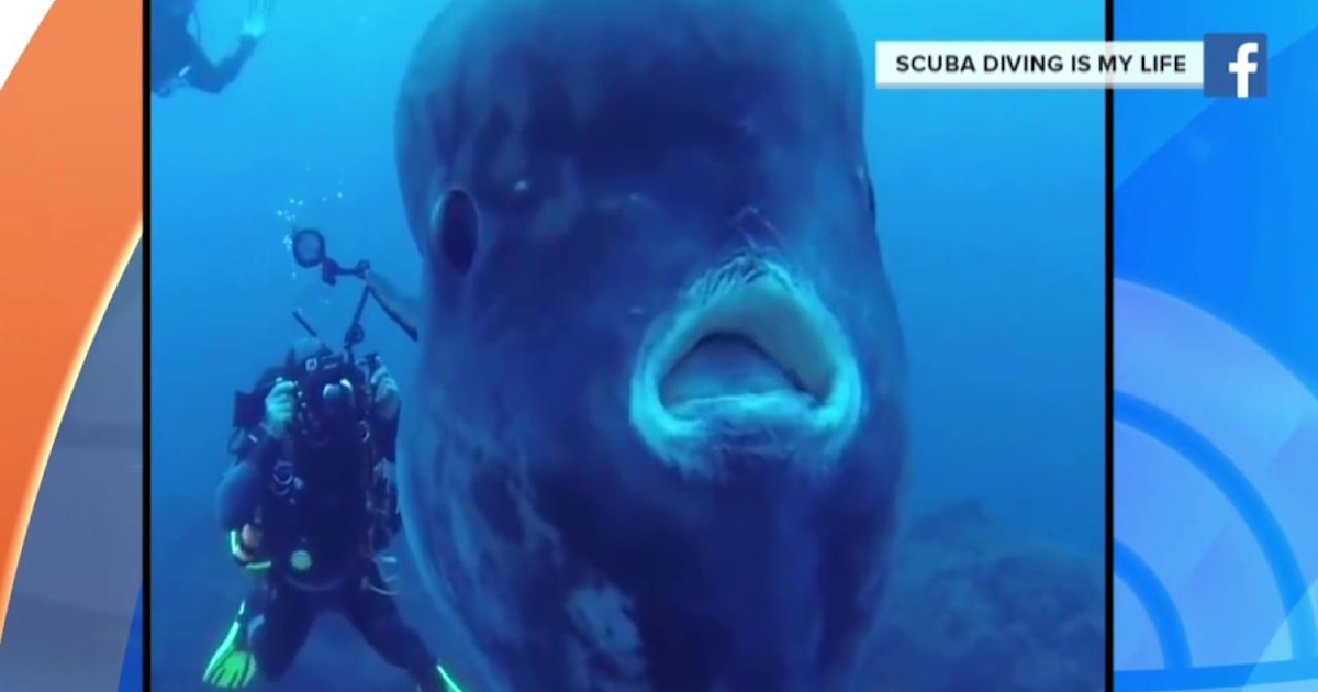 Meet the largest bony fish in the world