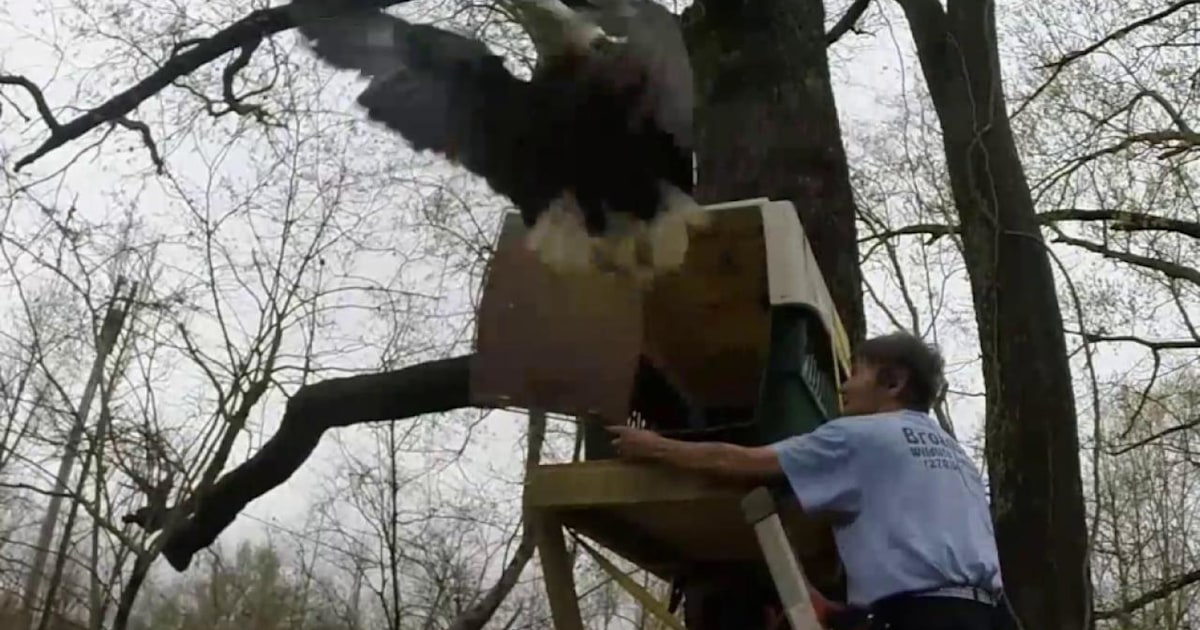 Good catch! Worker falls off ladder releasing bald eagle into the wild