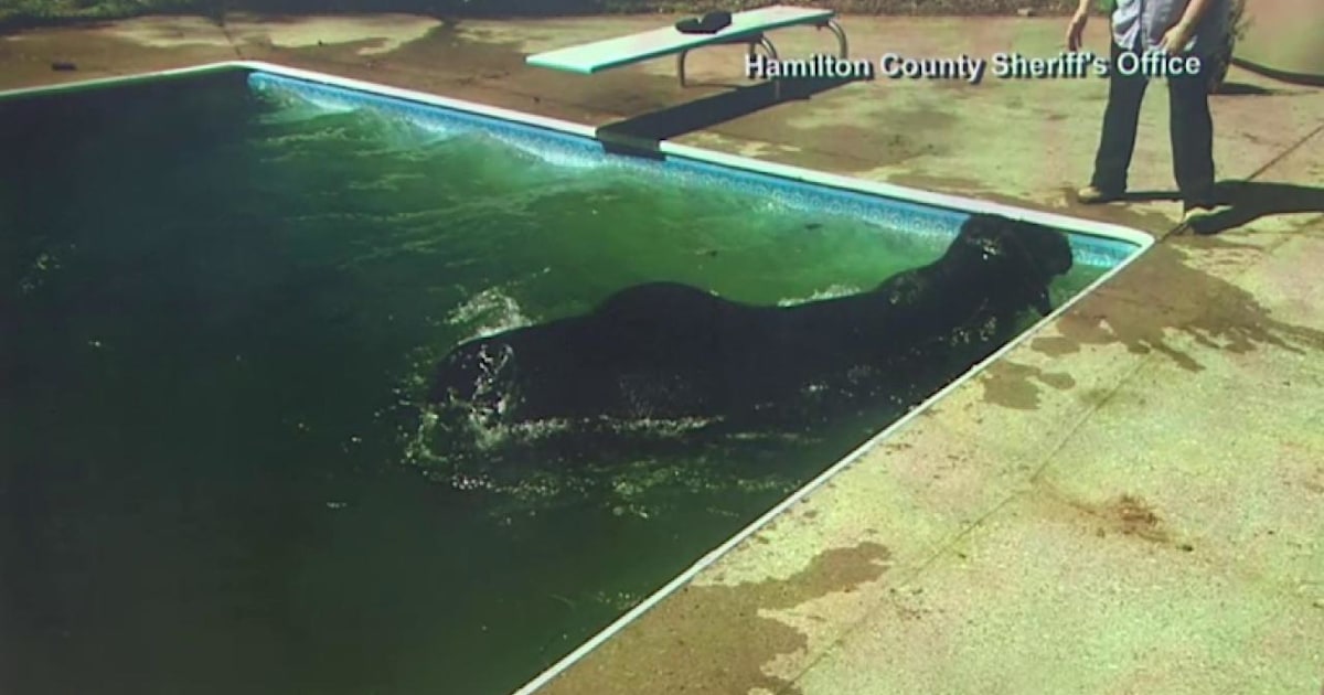 Wayward ‘Boe the bull’ takes a dip in swimming pool