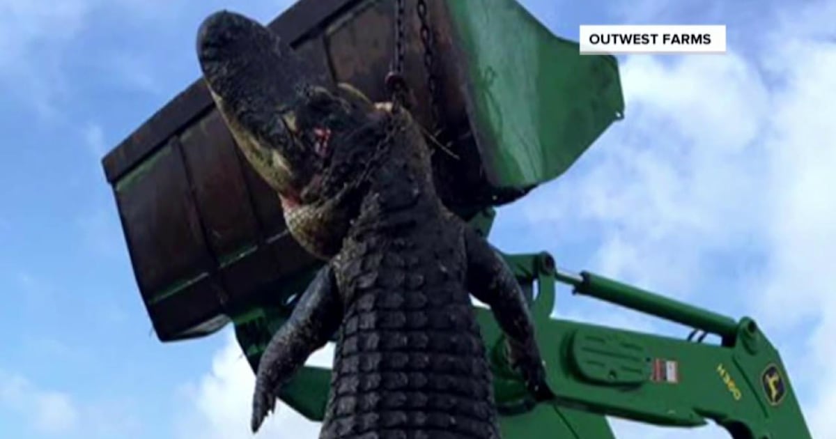 800-pound cattle-eating gator caught in Florida
