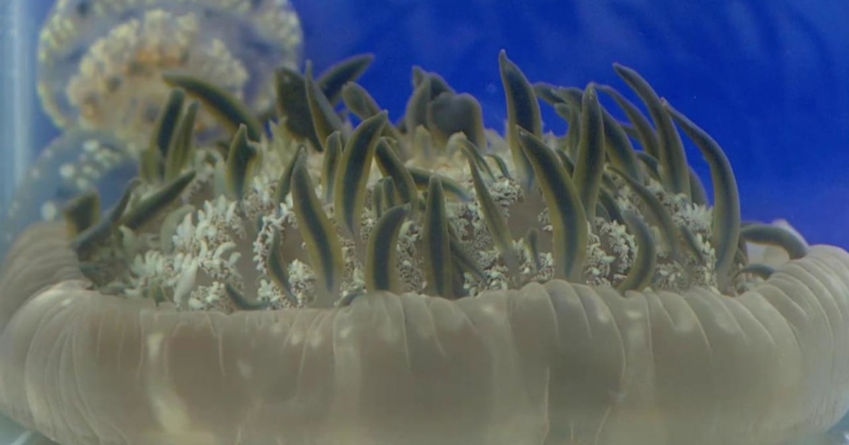 ‘River Monsters’ biologist shares a look at some spooky underwater ...
