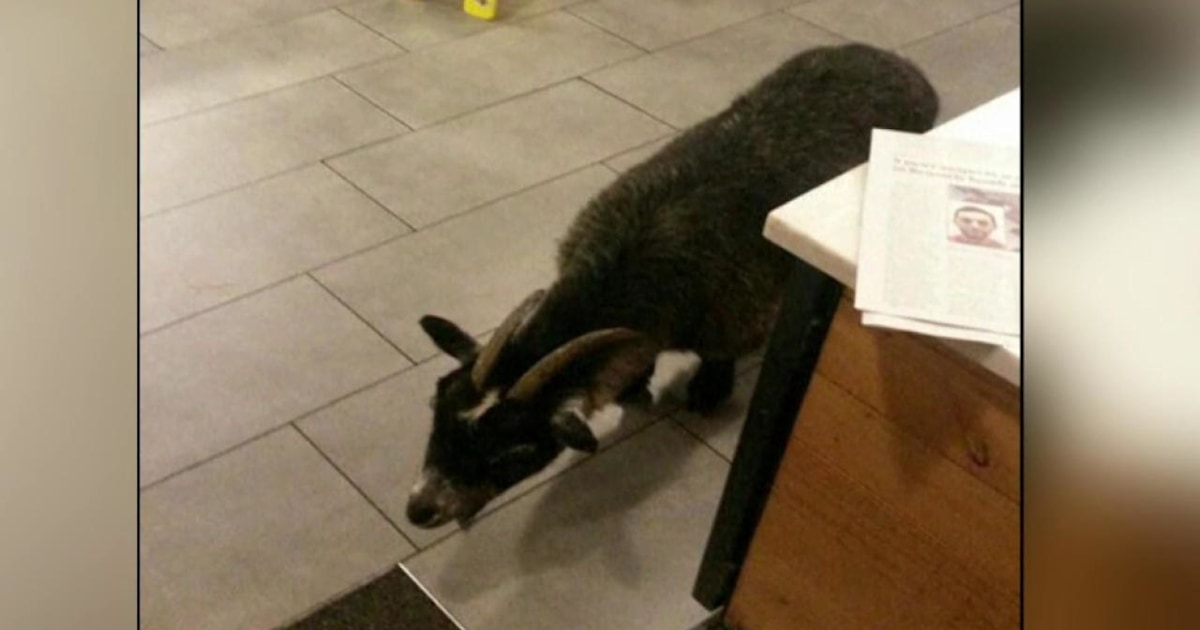 Goat visits Starbucks: Maybe it was looking for a baa-rista?