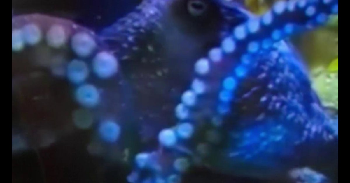Inky the octopus pulls great escape from aquarium, heads for the Pacific