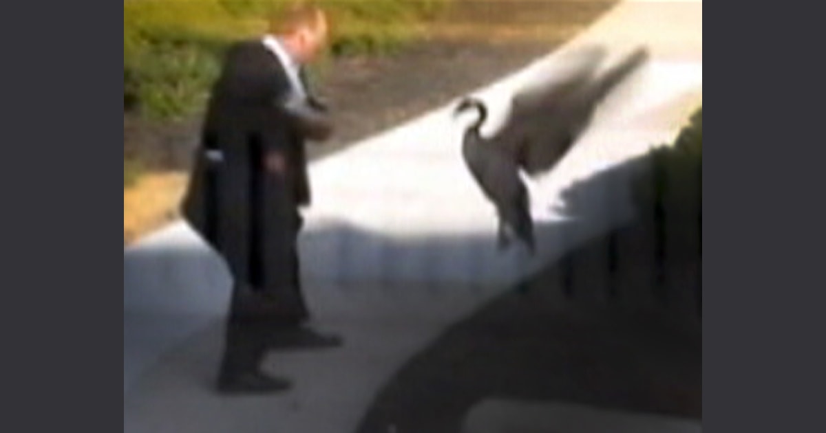 Watch your back... Goose on the attack!