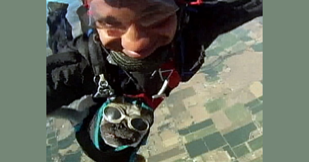 Fearless pug goes skydiving