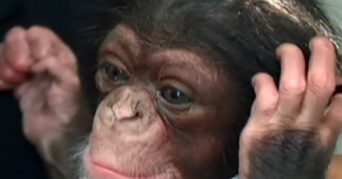 Elderly chimp gives birth to bundle of joy