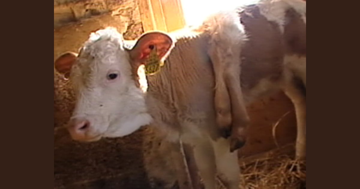 Holy cow! Calf born with six legs