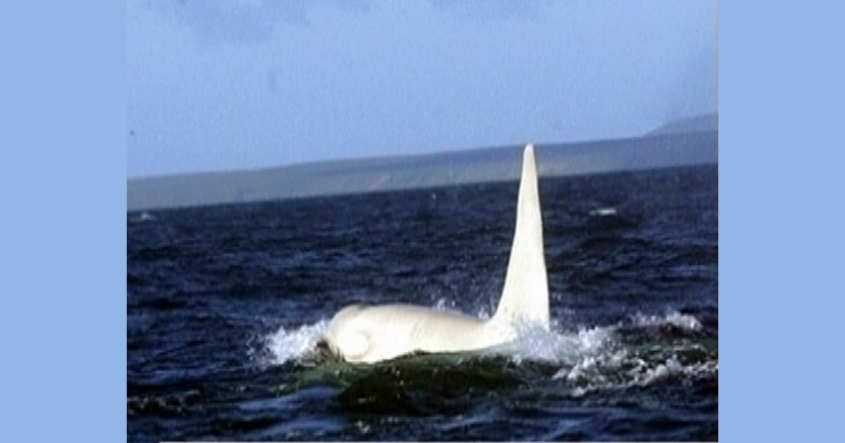 Rare white orca spotted in Russia's waters