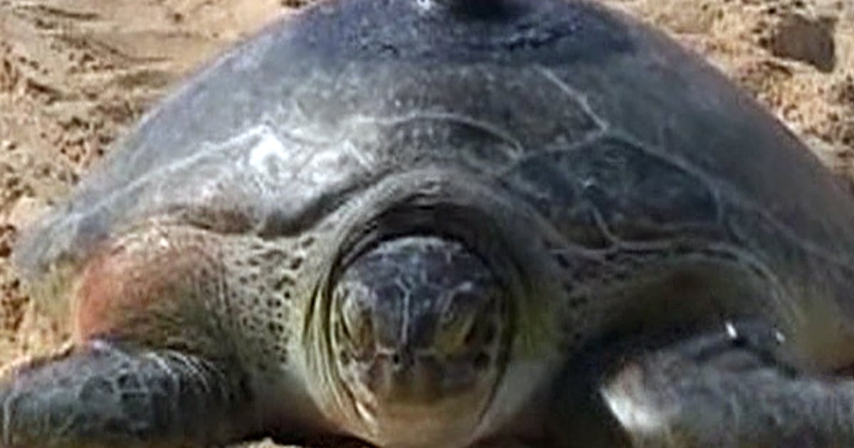Sea turtles turn high-tech