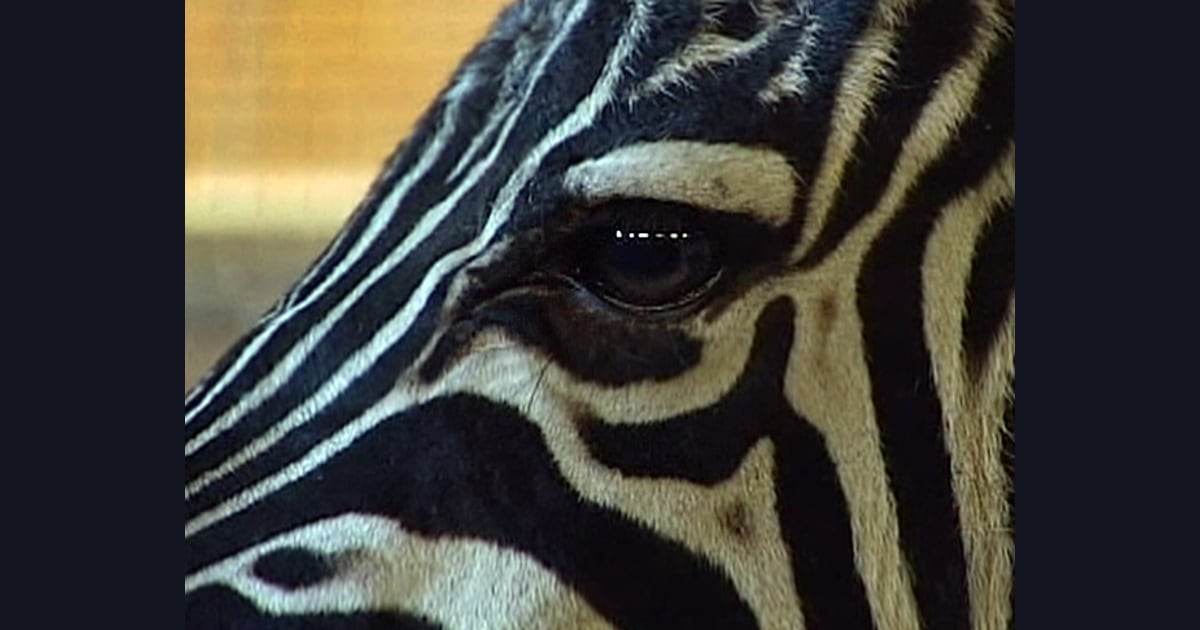 Mystery of why zebras have stripes solved?