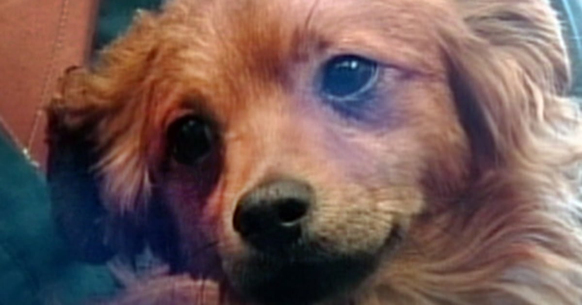 Explosives strapped to dog, pup survives