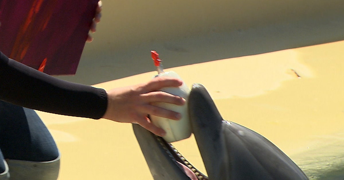 Erica paints with Las Vegas’ dolphin da Vinci