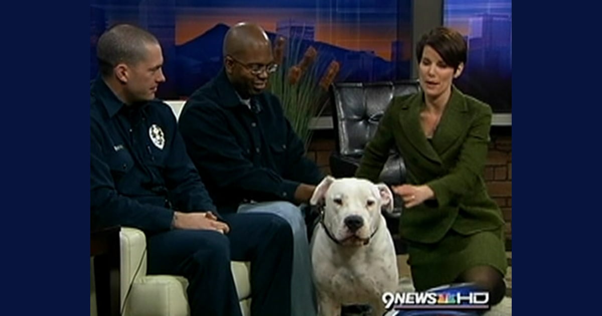 News anchor bitten in face by dog on live TV