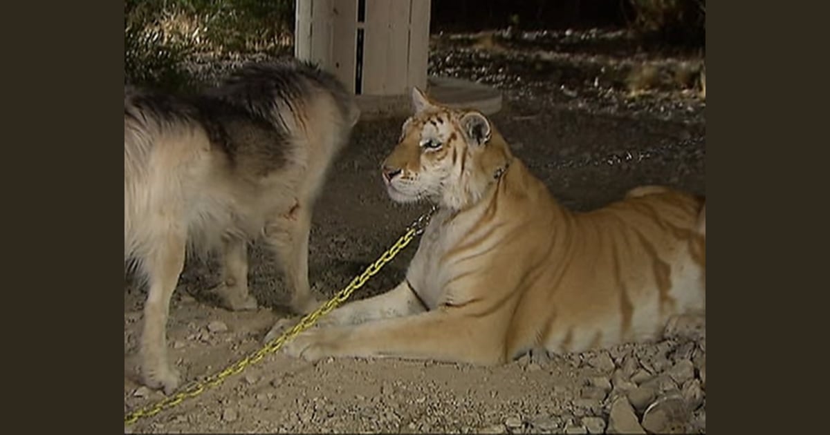 Ohio escape renews calls for exotic pet ban