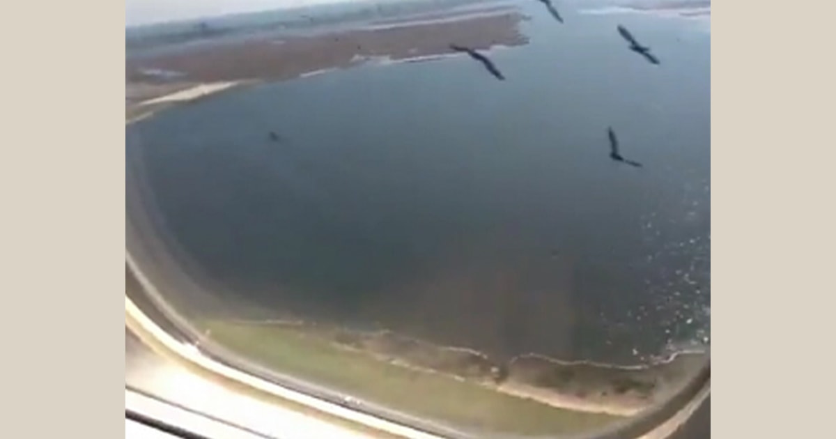 Bird strike forces plane’s emergency landing