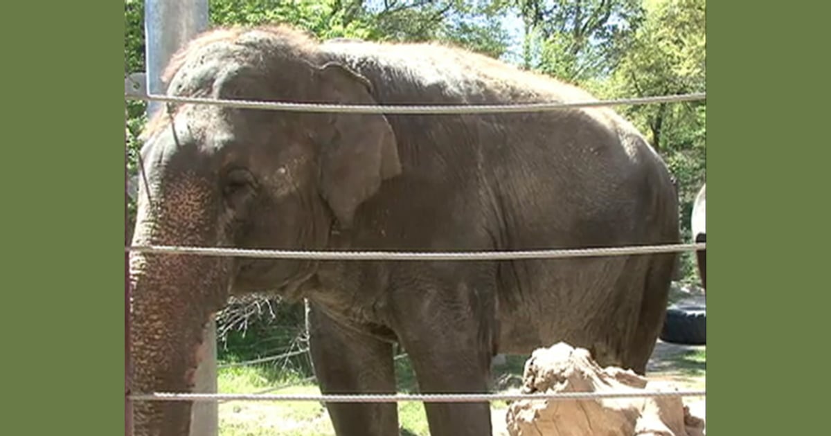 Elephant plays harmonica at National Zoo