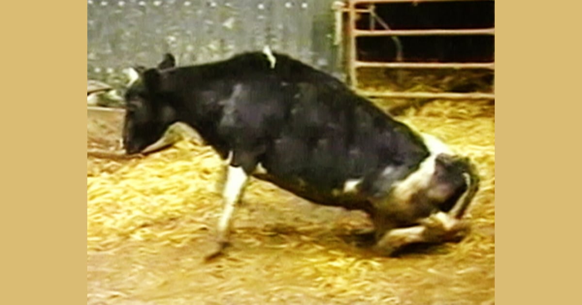 US confirms first case of mad cow in 6 years