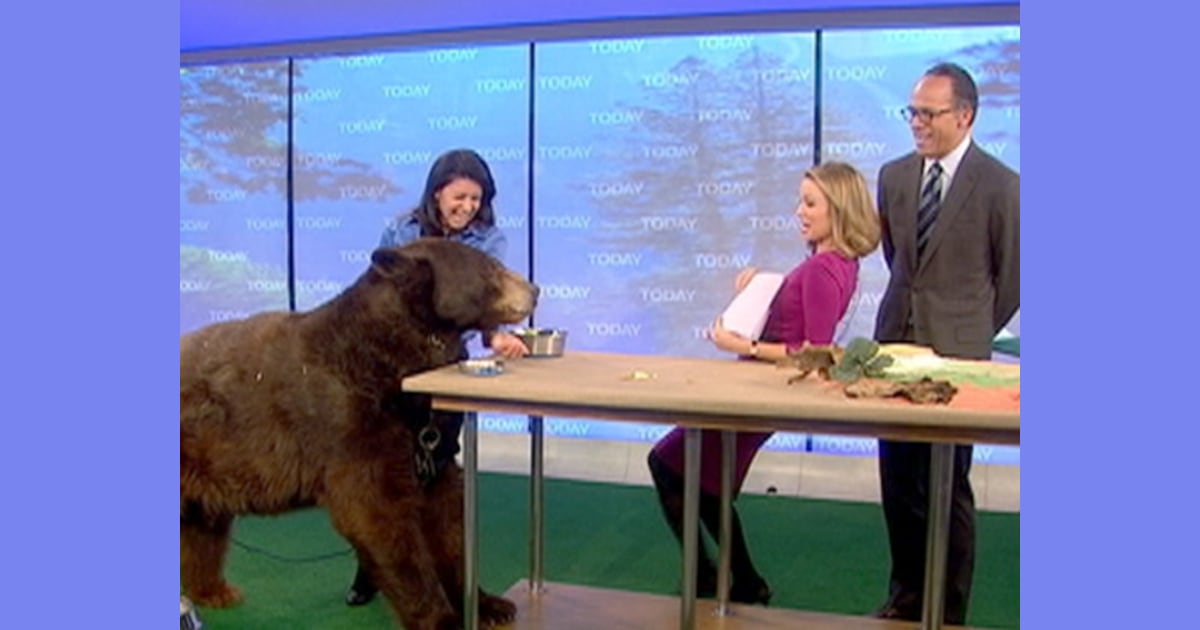 Lions, tigers and bears – Oh my!