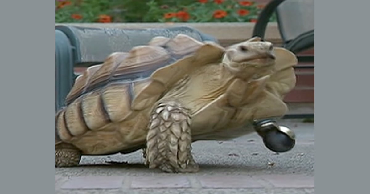 Three-legged tortoise fitted with wheel